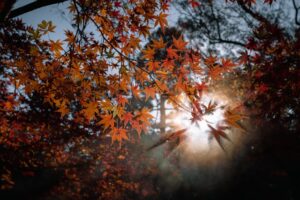 Fast-Growing Japanese Maple Trees in 2025